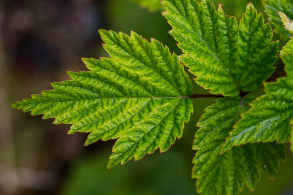 Leading the Way on Natural Climate Solutions | Nature United