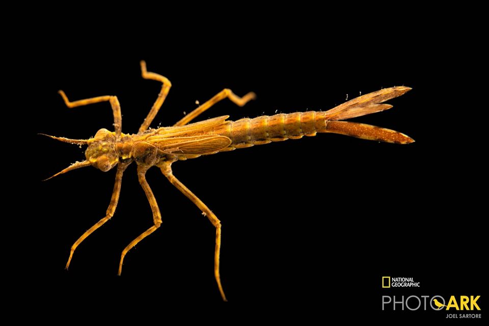 Pontotoc Ridge Preserve