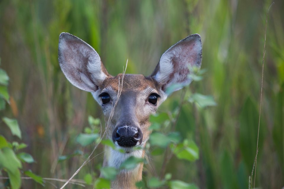 Keystone Ancient Forest Preserve | TNC