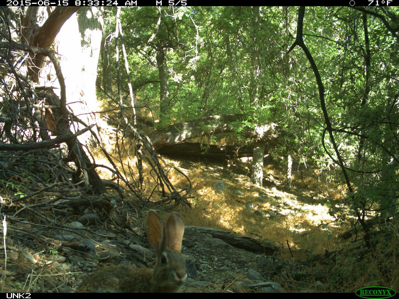 Live Wildlife Cameras and Trail Cams | The Nature Conservancy