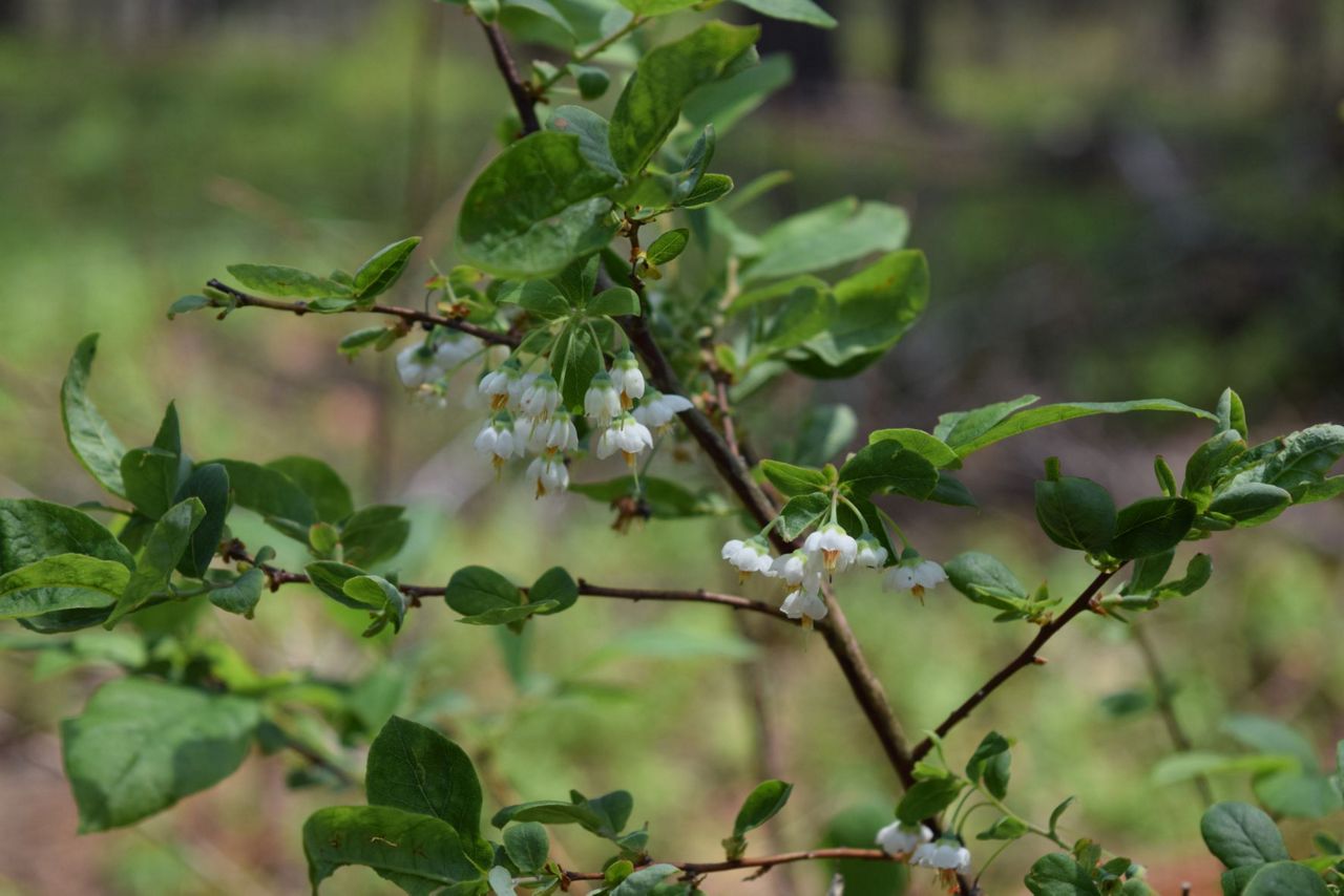 Forest and Water Restoration Projects | The Nature Conservancy