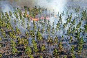 The Role of Fire in Forests | The Nature Conservancy