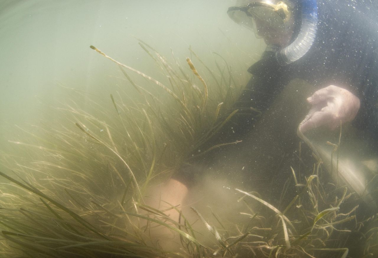 Restoring Eelgrass on Virginia’s Eastern Shore | TNC