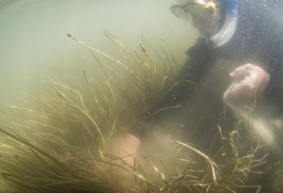 Restoring Eelgrass on Virginia’s Eastern Shore | TNC