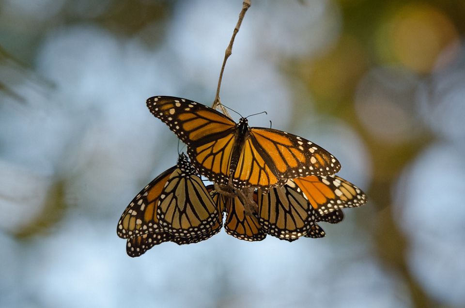 Dolan Falls Preserve | The Nature Conservancy