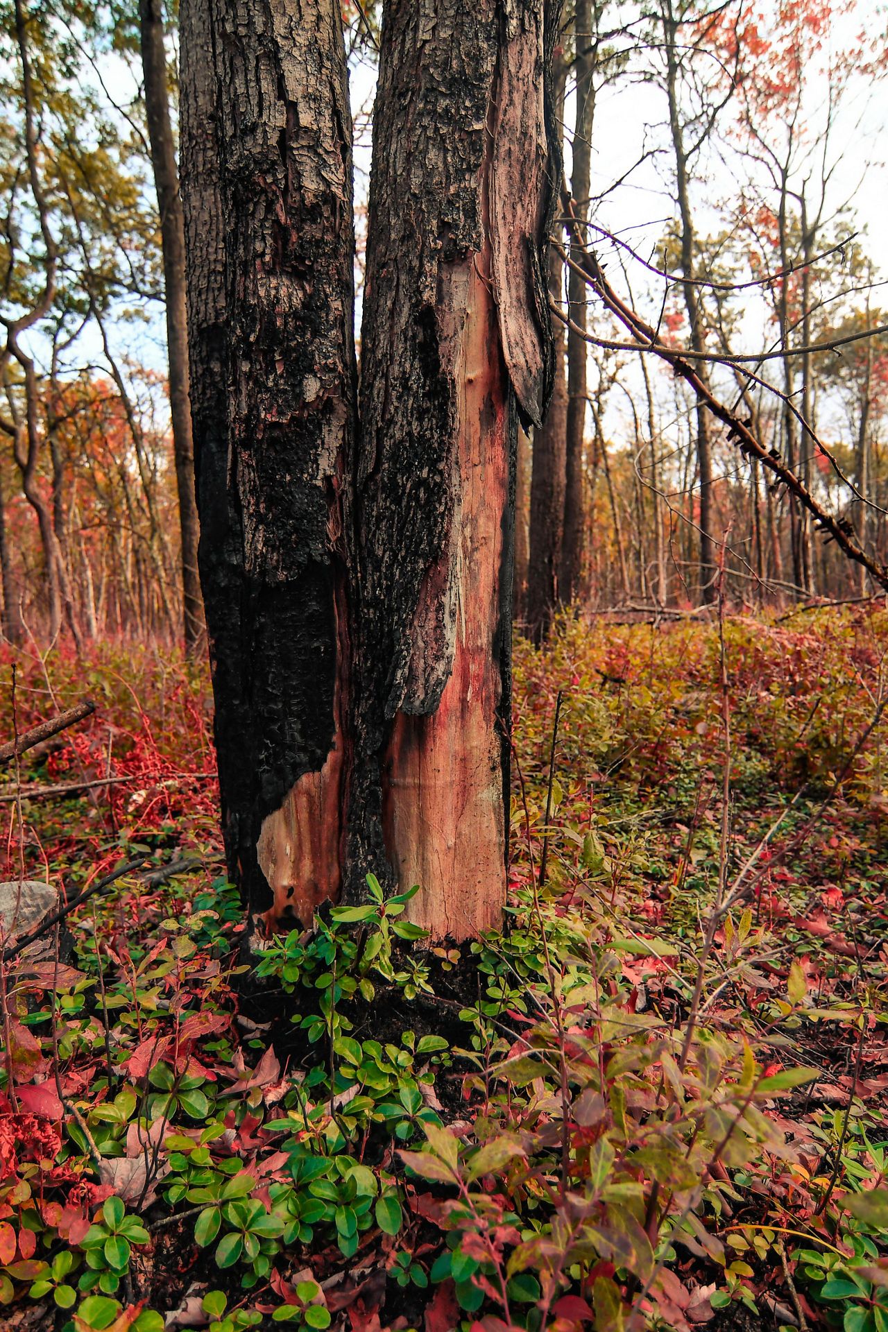 Long Pond Preserve and Hauser Nature Center | TNC in PA