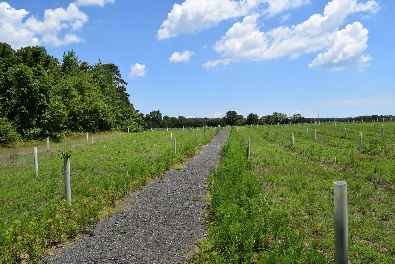 Edward H. McCabe Nature Preserve | The Nature Conservancy in DE