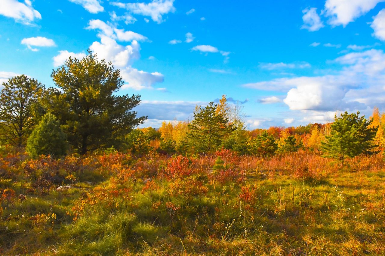 Dick and Nancy Eales Preserve at Moosic Mountain | TNC in PA