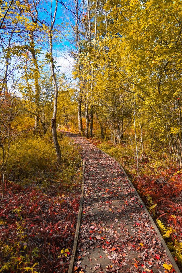 Thomas Darling Preserve