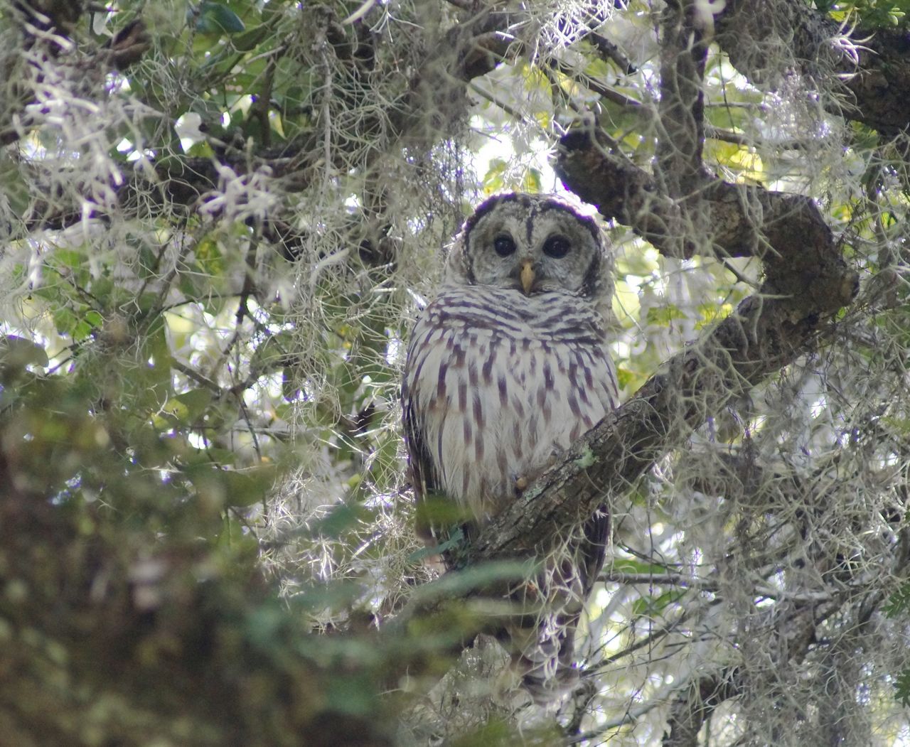 Disney Wilderness Preserve | The Nature Conservancy in Florida