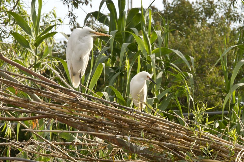 Urban Conservation in Los Angeles | The Nature Conservancy in CA