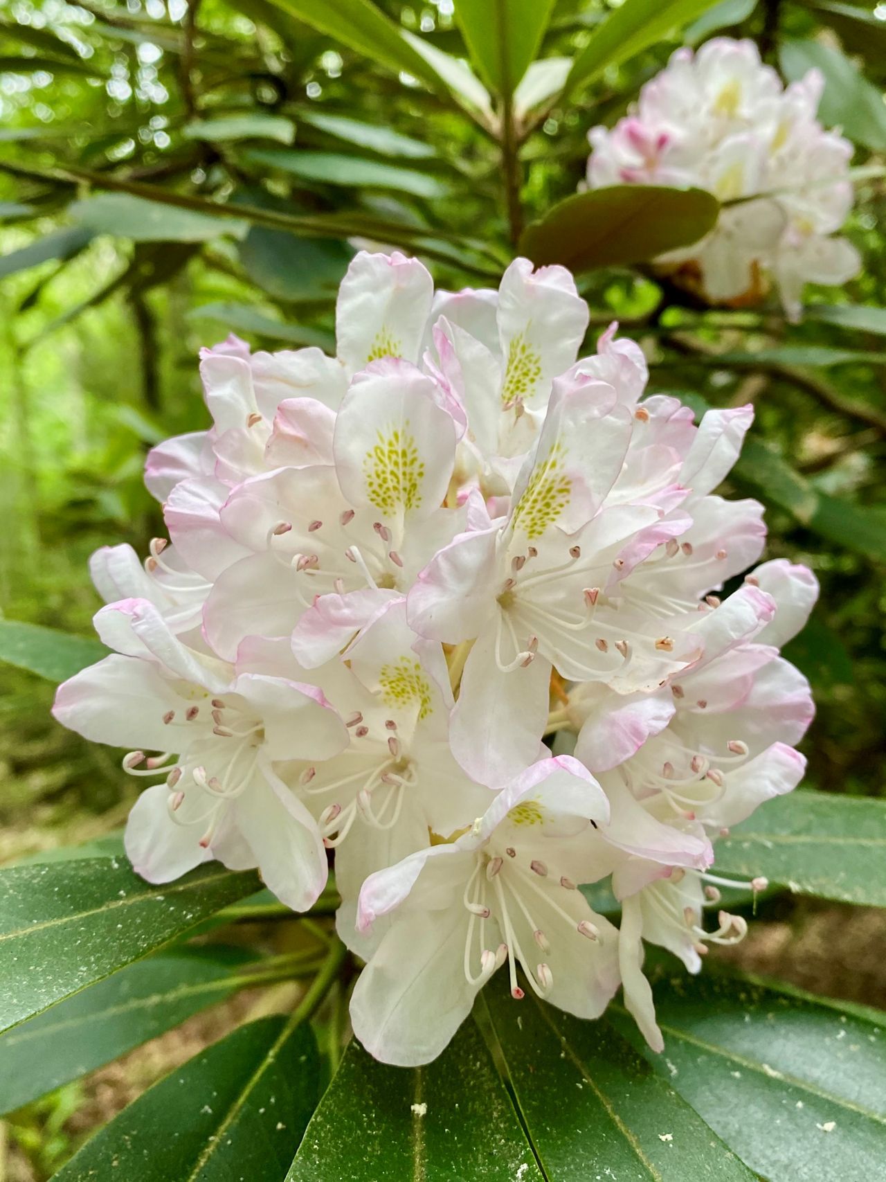 Ell Pond Preserve | The Nature Conservancy
