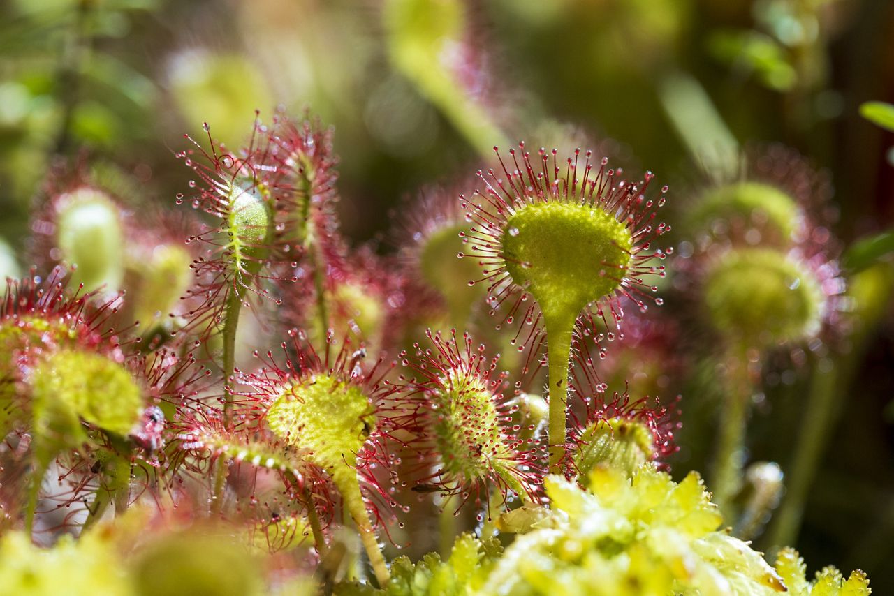 Ell Pond Preserve | The Nature Conservancy