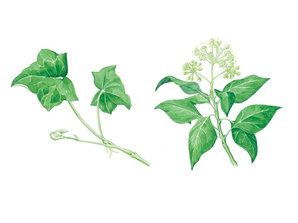 Taking on Invasive Species | The Nature Conservancy Maryland/DC