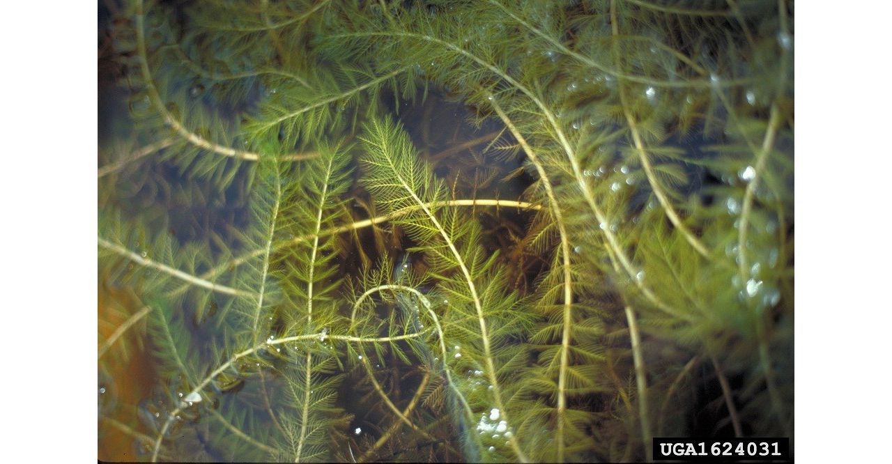 Unwelcome in Ohio: Invasive Species and TNC's Work Against Them