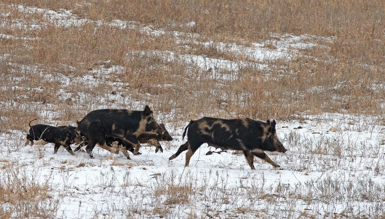 Unwelcome in Ohio: Invasive Species and TNC's Work Against Them