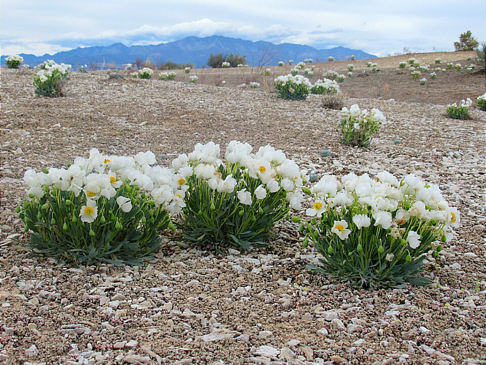 White Dome Nature Preserve | The Nature Conservancy