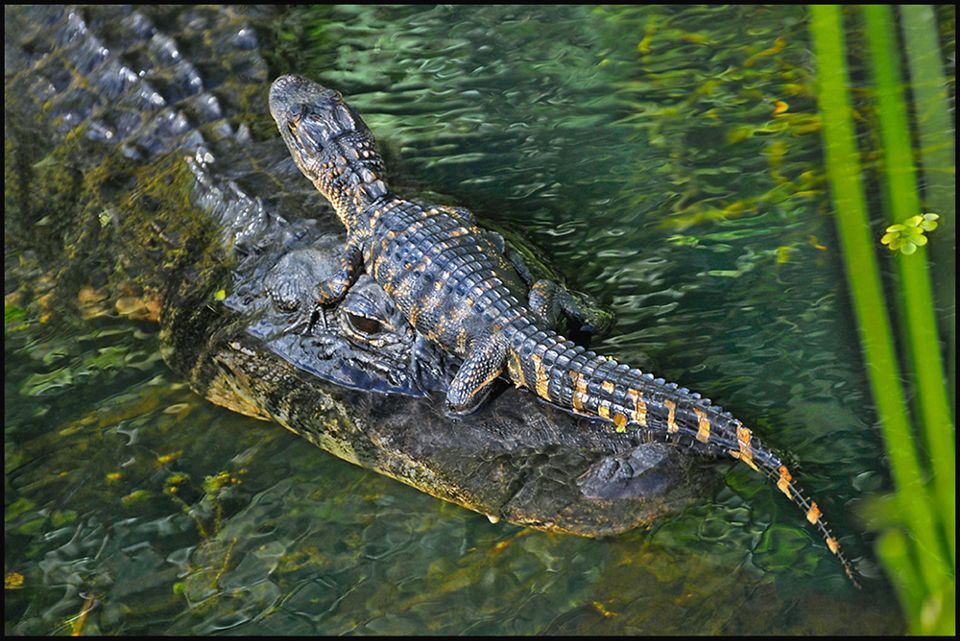 Protecting the Everglades | The Nature Conservancy