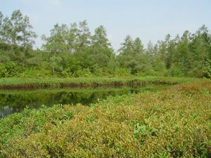 Flatiron Lake Bog Preserve | The Nature Conservancy
