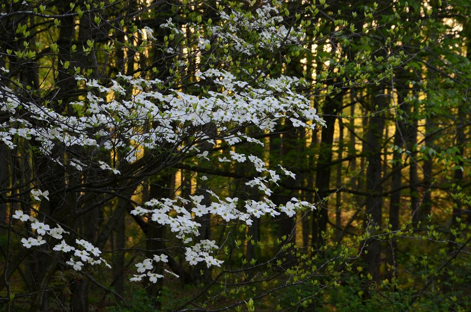 New Jersey Seasonal Natural Events | The Nature Conservancy