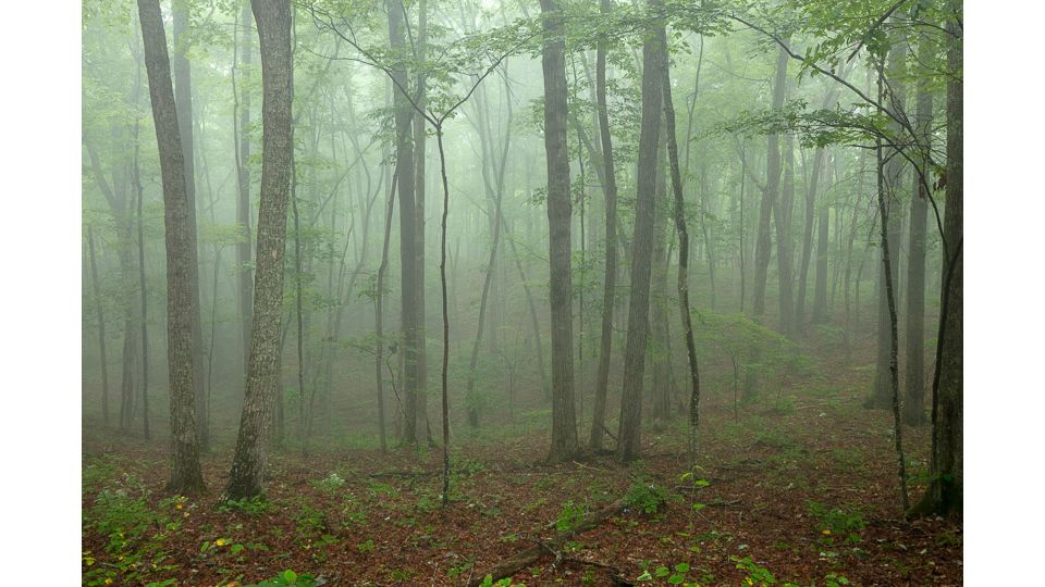 Bridgestone Nature Reserve at Chestnut Mountain