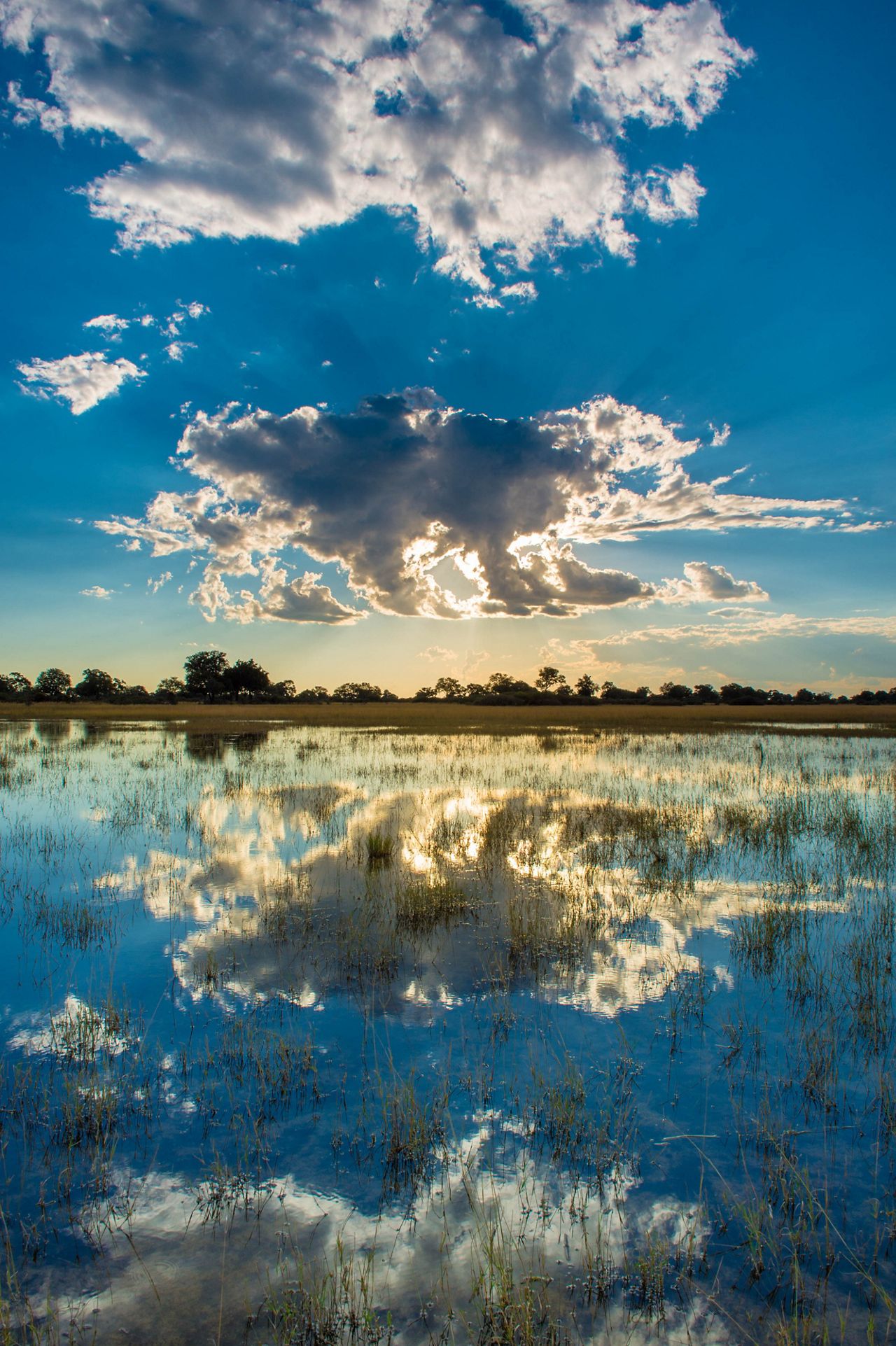 Natural Climate Solutions: How nature can fight climate change