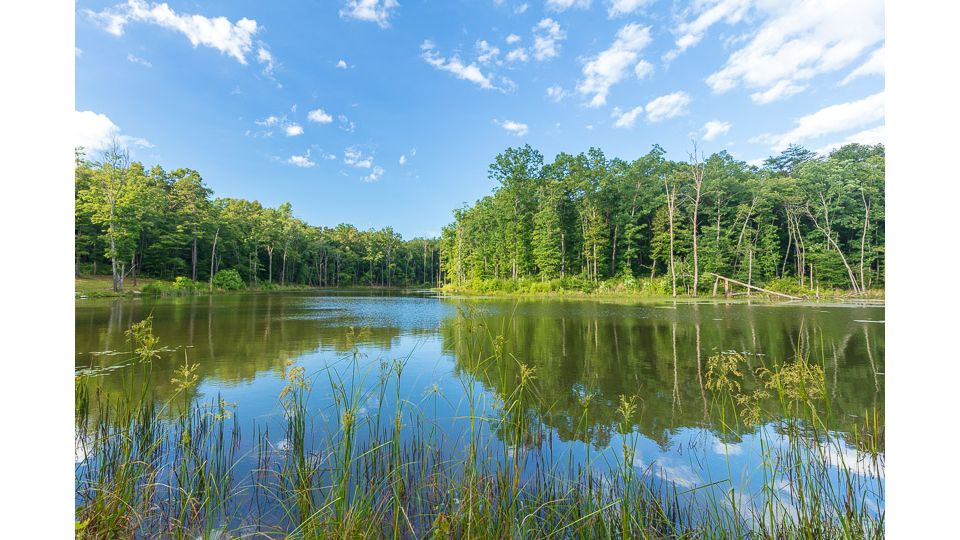 Bridgestone Nature Reserve at Chestnut Mountain