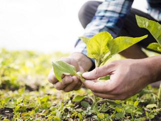 Giving Thanks | The Nature Conservancy