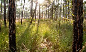 2020 Highlights | The Nature Conservancy in Alabama