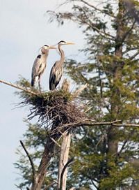 Lubberland Creek Preserve | The Nature Conservancy