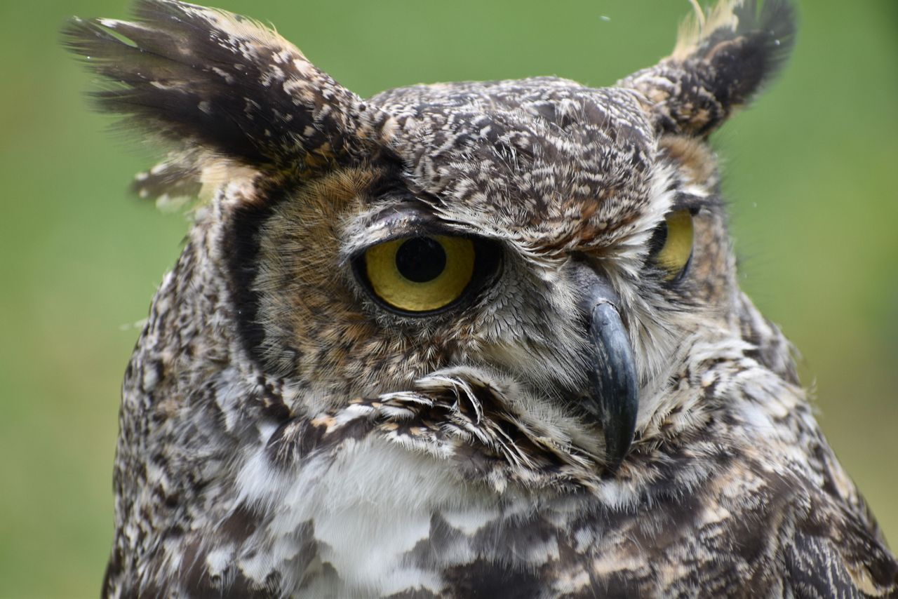 Owls | The Nature Conservancy