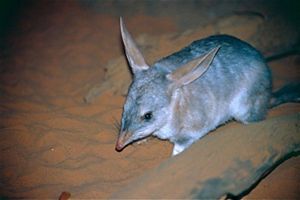You can help save the bilby