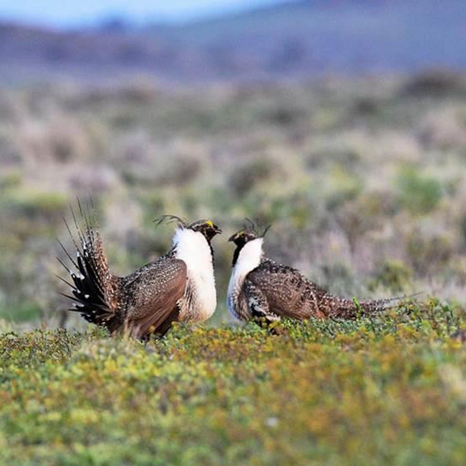 The Sagebrush Sea Is Vanishing—Why That Matters I TNC