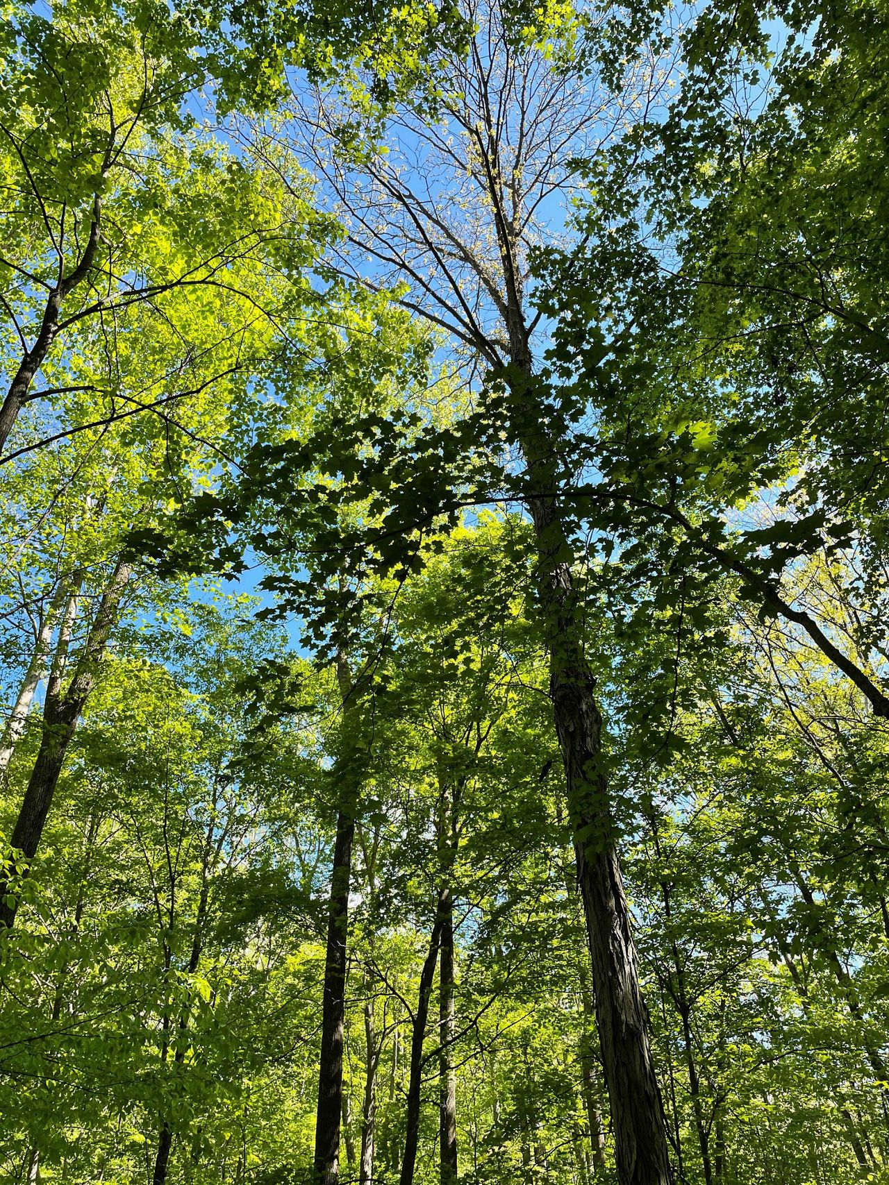 Green's Bluff Nature Preserve | The Nature Conservancy in Indiana