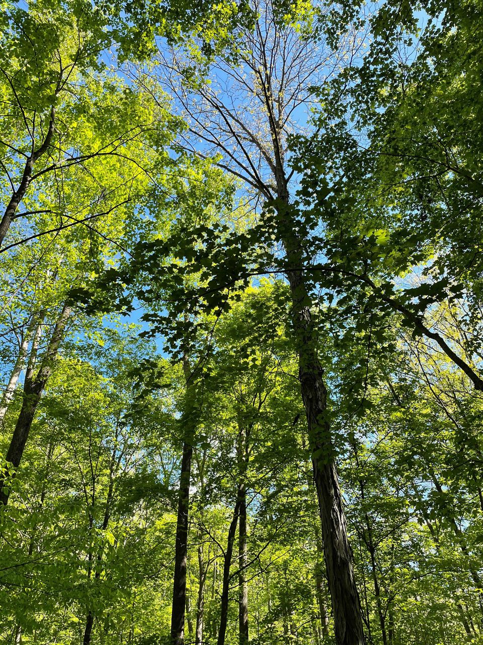 Green’s Bluff Nature Preserve | The Nature Conservancy in Indiana