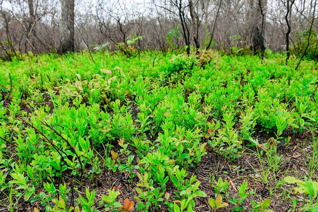 The Long Pond Barrens | The Nature Conservancy in Pennsylvania