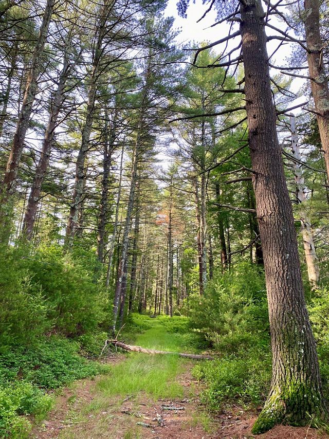 Harrington Preserve | The Nature Conservancy