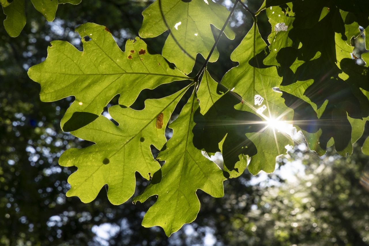 Harrington Preserve | The Nature Conservancy