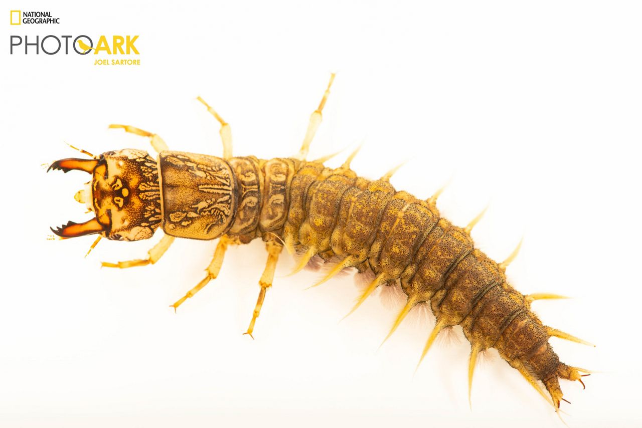 Pontotoc Ridge Preserve