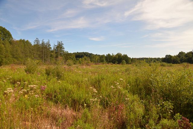 J. Arthur Herrick Fen Preserve | The Nature Conservancy