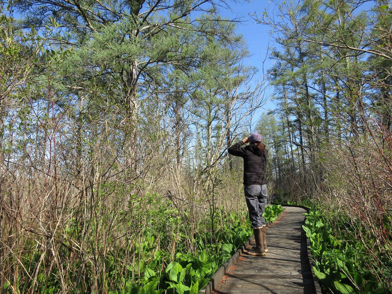 J. Arthur Herrick Fen Preserve | The Nature Conservancy