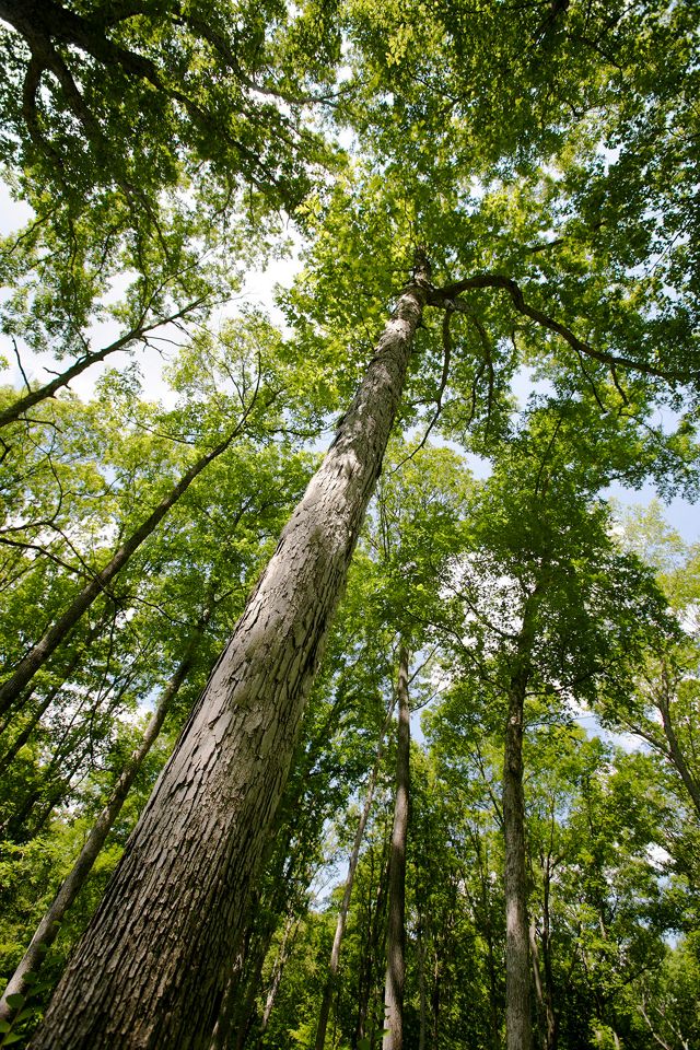 Visit TNC's Hitz-Rhodehamel Woods in Indiana