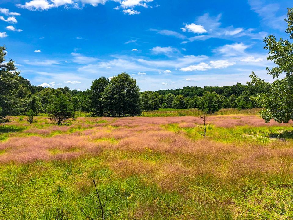 Rare Species in Delaware | Conservation Success Stories