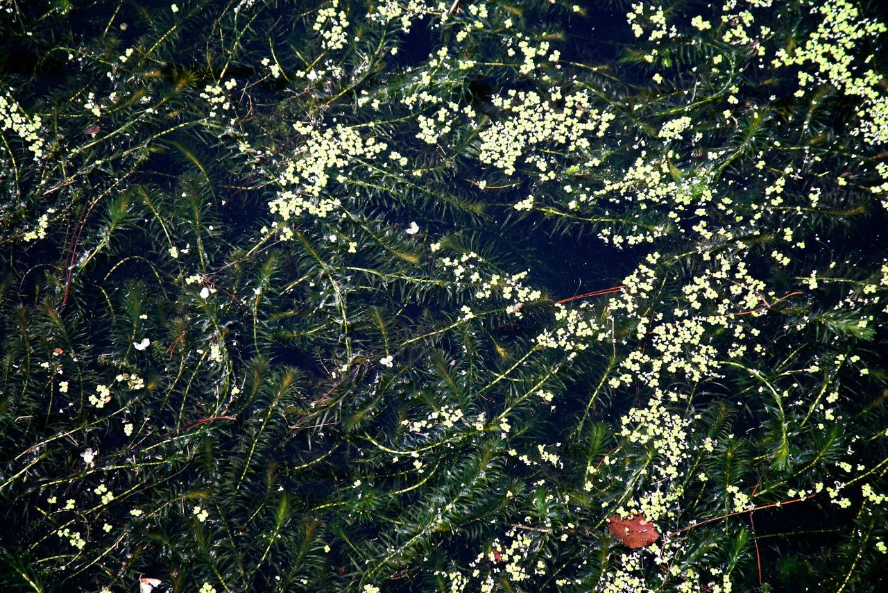 Unwelcome in Ohio: Invasive Species and TNC's Work Against Them