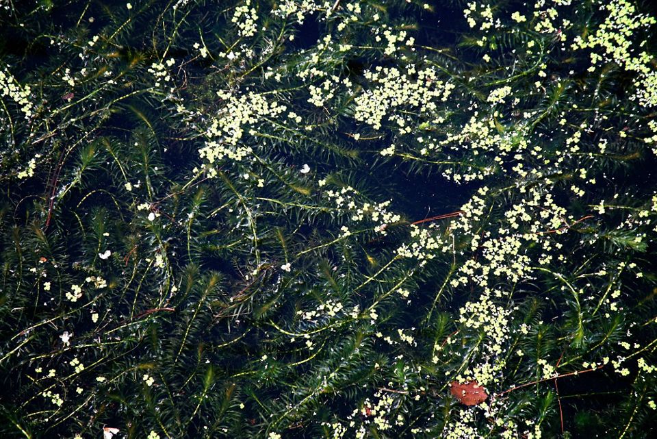 Unwelcome in Ohio: Invasive Species and TNC's Work Against Them