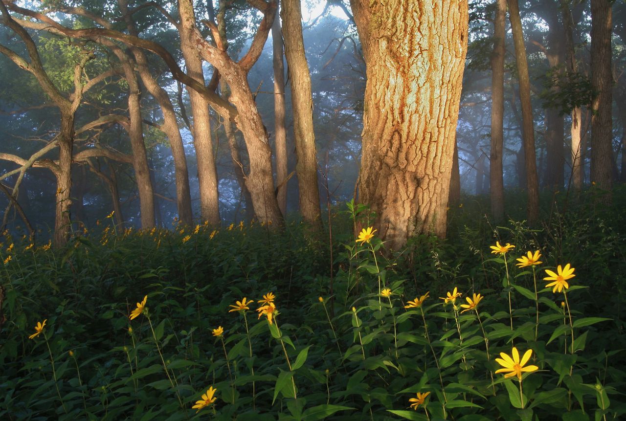 Hemlock Draw | The Nature Conservancy