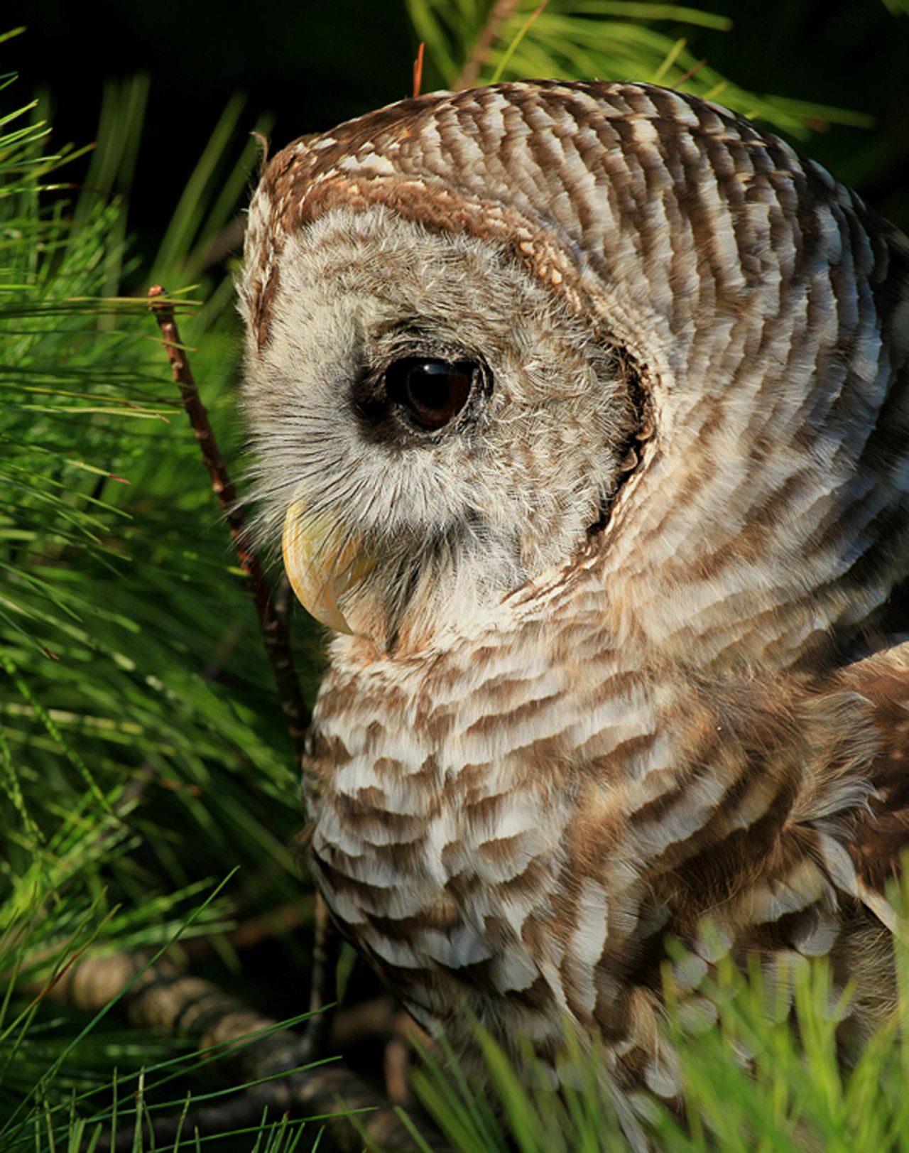 Hemlock Draw | The Nature Conservancy