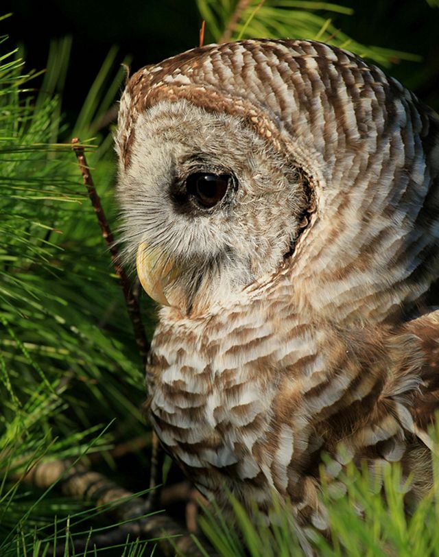 Hemlock Draw | The Nature Conservancy