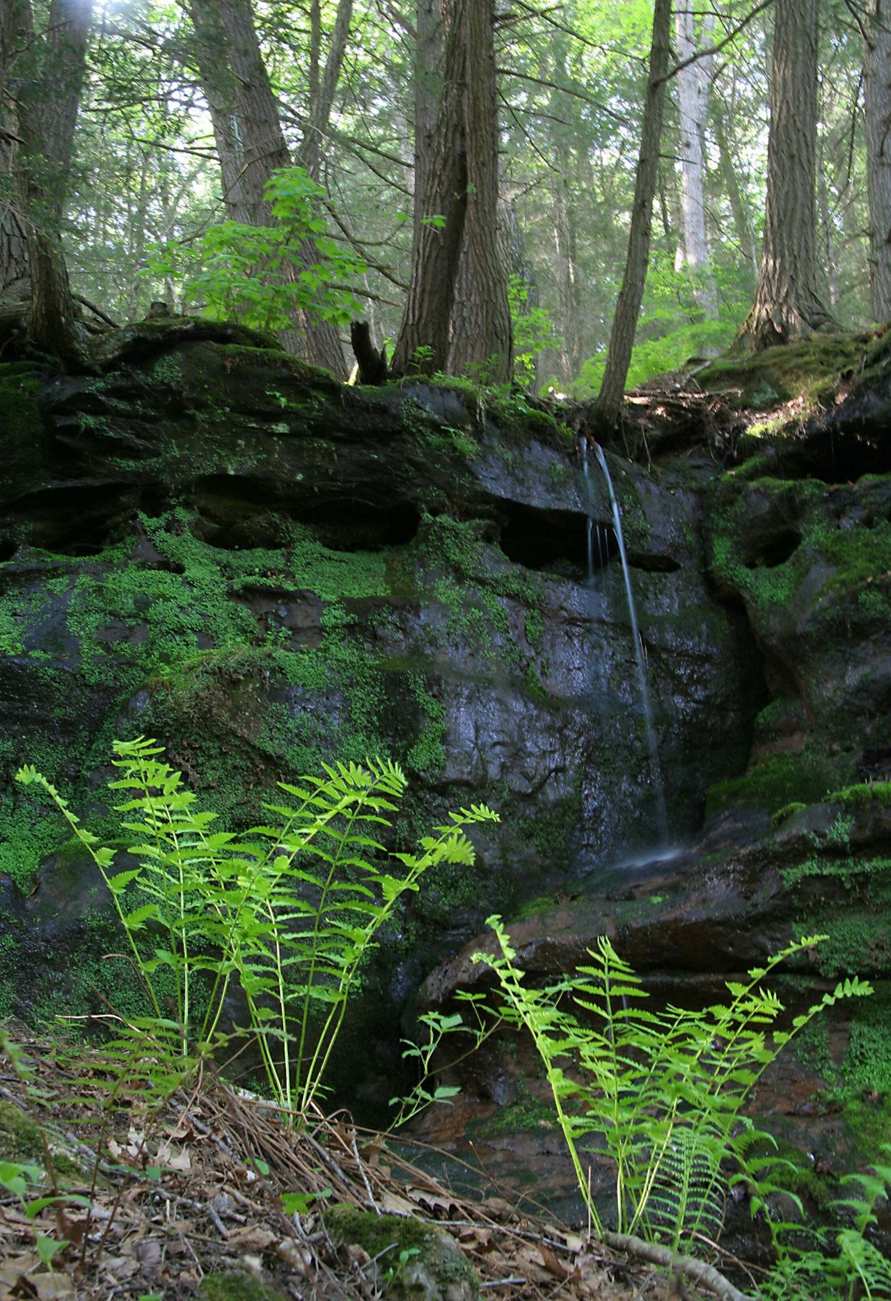 Hemlock Draw | The Nature Conservancy