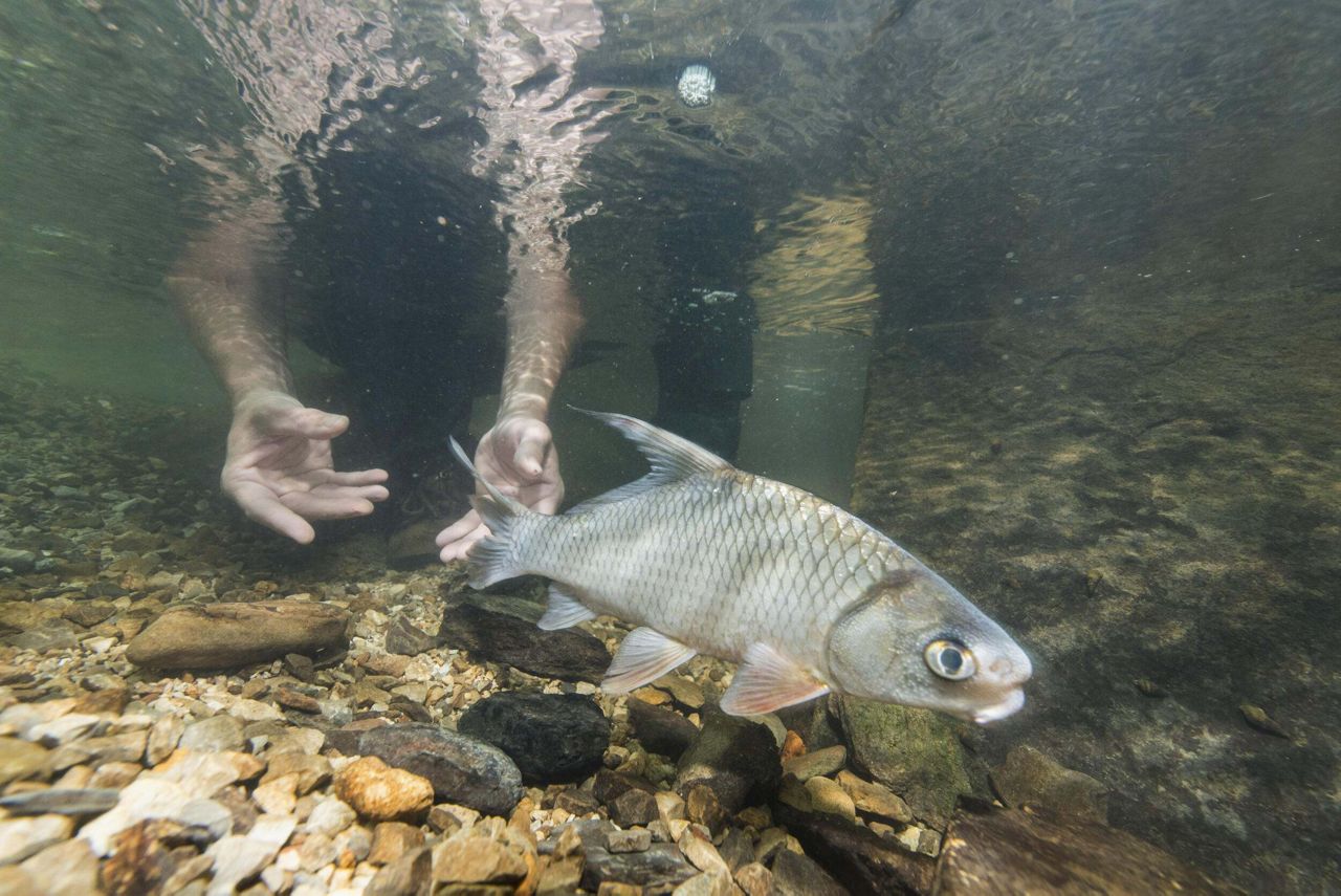 Cahaba River | The Nature Conservancy